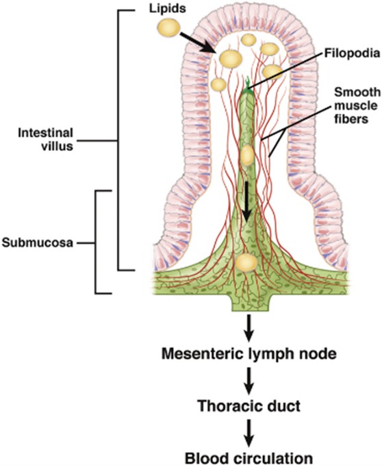 Gut Lymphatics and Long-chain Triglycerides – Sharon S. Shepard
