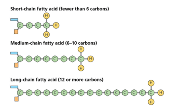 Gut Lymphatics and Long-chain Triglycerides – Sharon S. Shepard