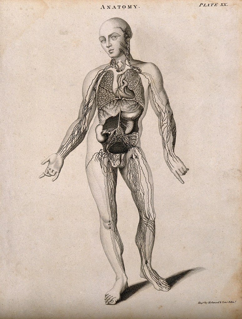 The Revised Starling Principle – A Paradigm Shift on the Lymphatic ...